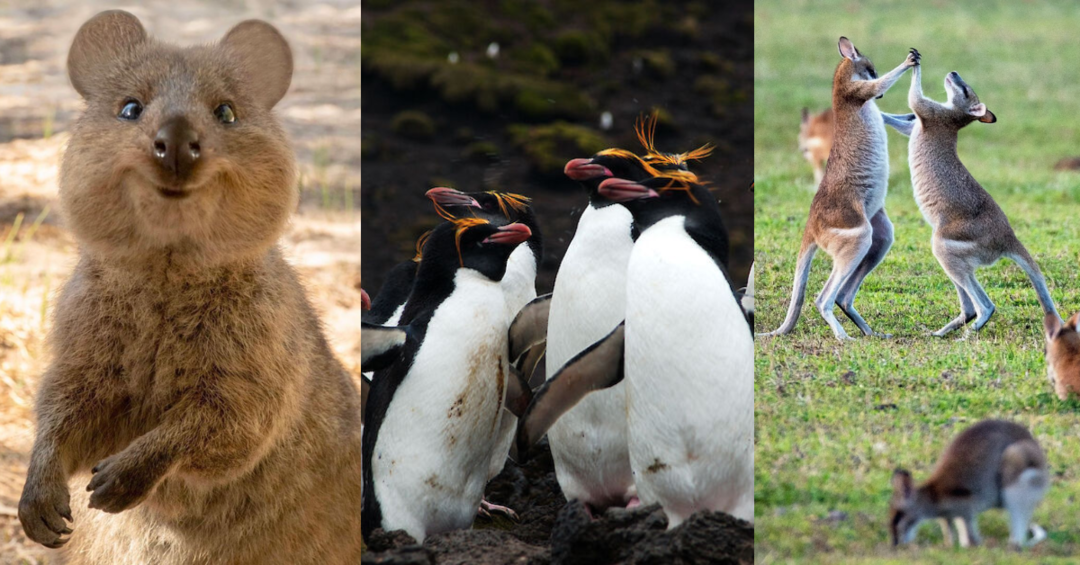 These Fascinating Animals in Australia Are Why the Island Continent Is ...