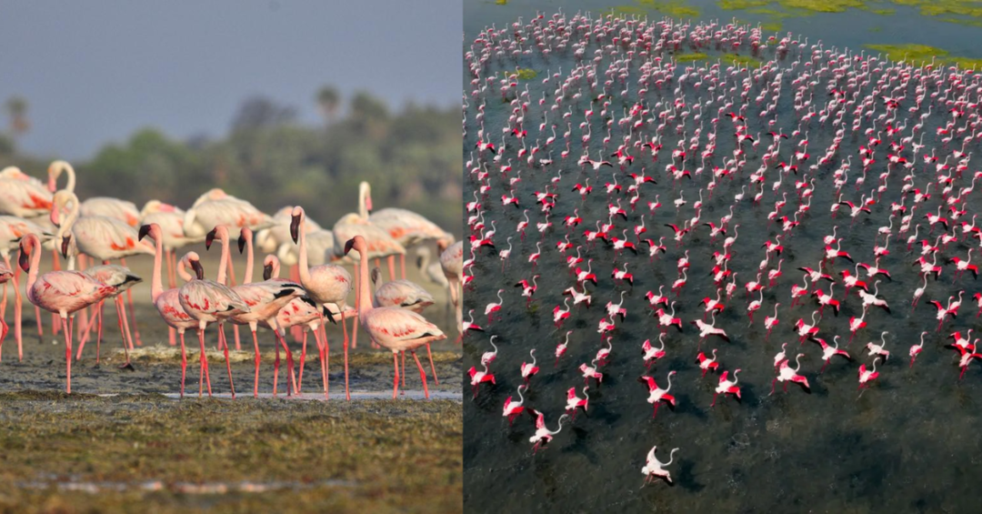 Millions Of Flamingos Visit This Lake In India Every Year, But Have You ...