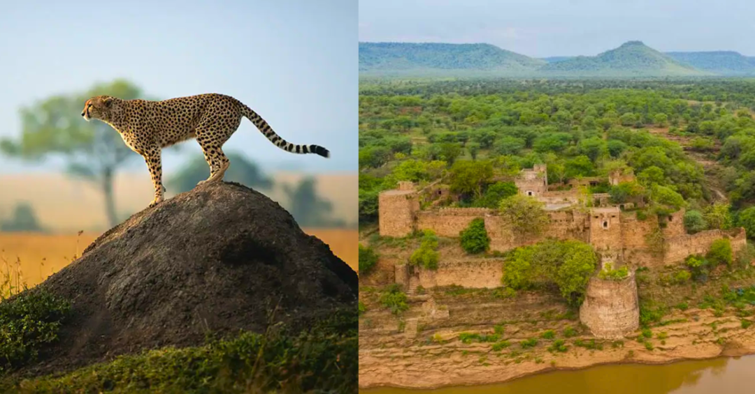 The Kuno Festival: Showcasing Natural Splendour Of Madhya Pradeshs ...