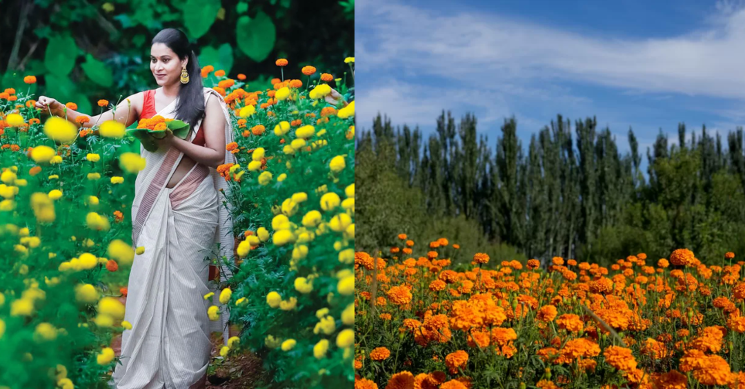 Tourists Flock to Kerala For a Glimpse of Stunning Marigold Fields Ahead of Onam - Tripoto