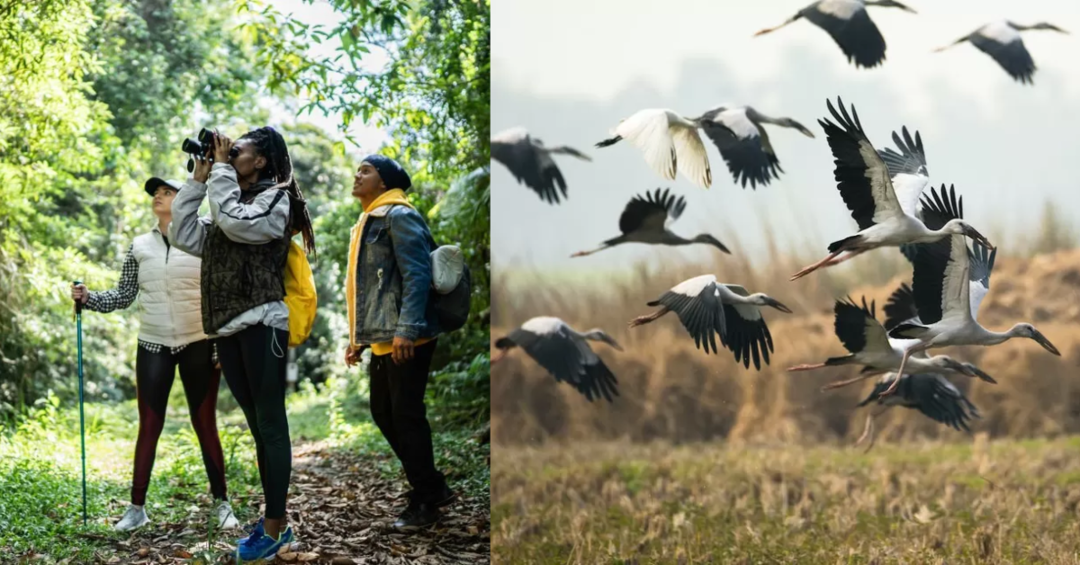 A Birdwatchers Paradise: Exploring Indias Top Birdwatching Hotspots ...