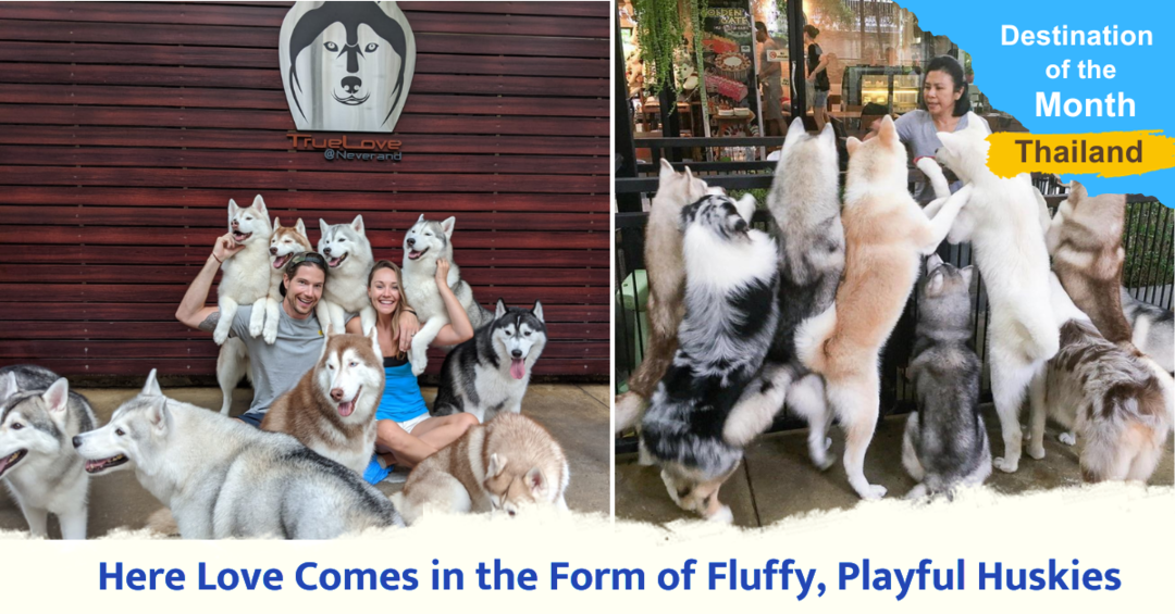 Visit This First-Of-Its-Kind Husky Café During your Next Trip to ...
