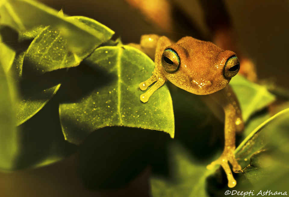 Time to kiss the frog Visit Agumbe - Tripoto