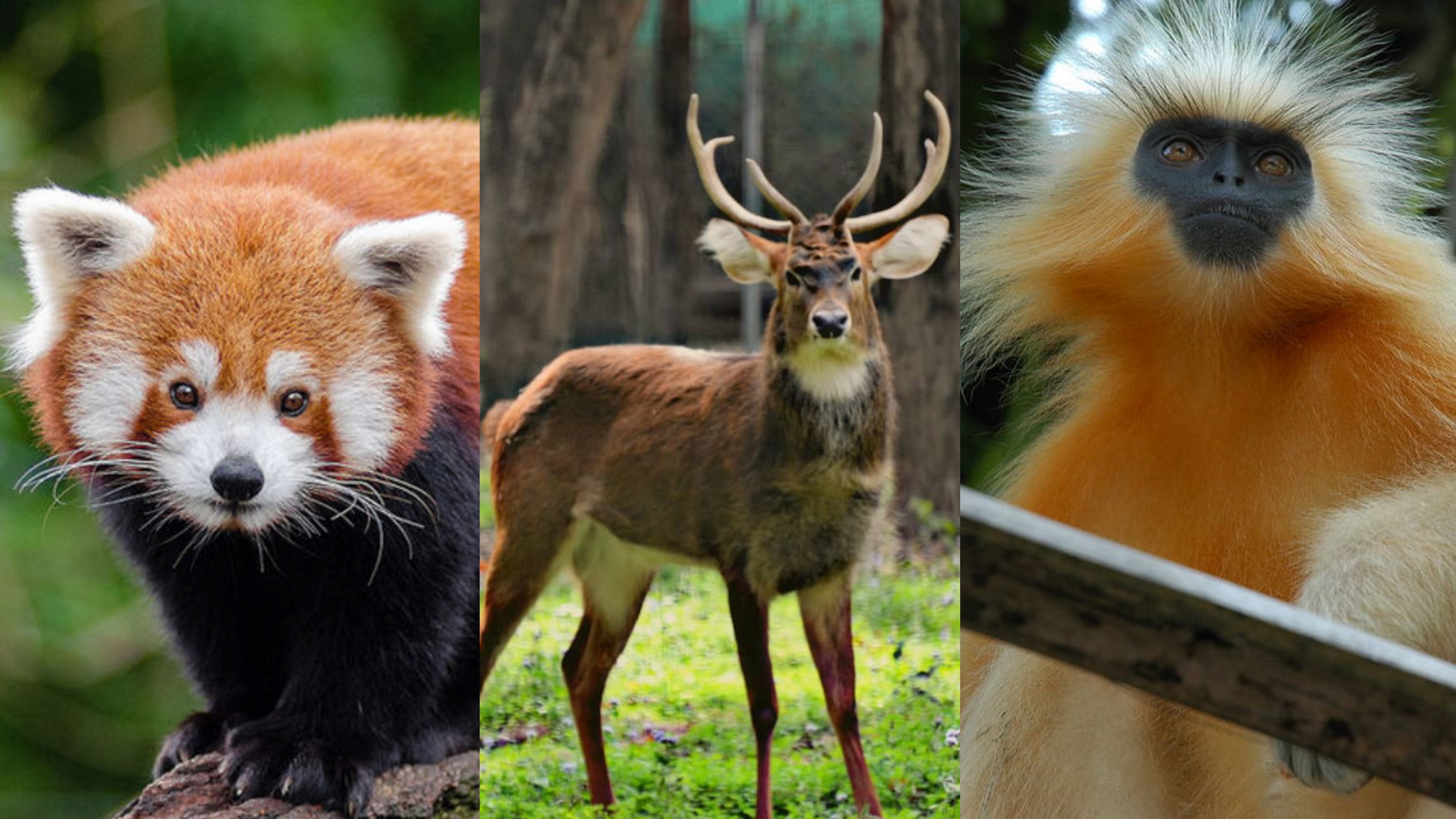 10 Fantastic Beasts And Where To Find Them In India - Tripoto