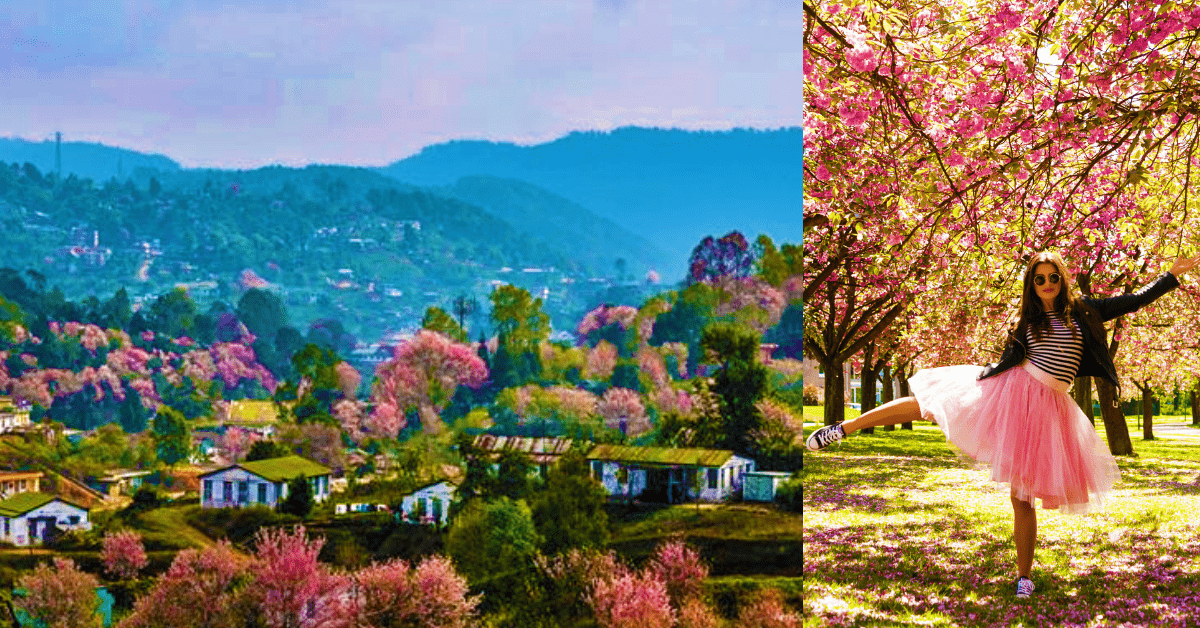 India has its very own Cherry Blossom Festival,heres why you should not ...