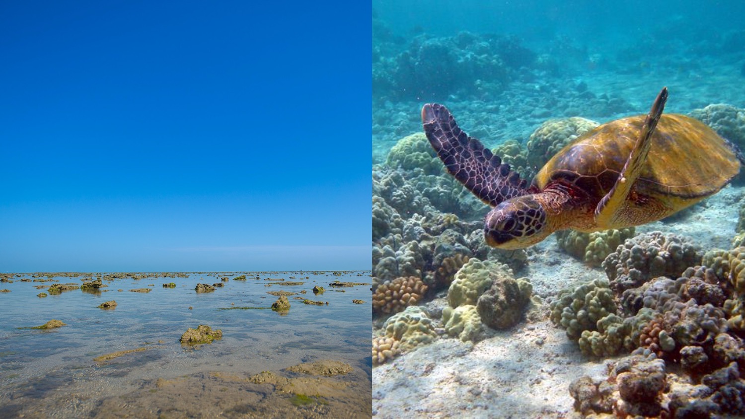 There Is a Coral Reef Right Here in Gujarat And This Is Why It Should ...